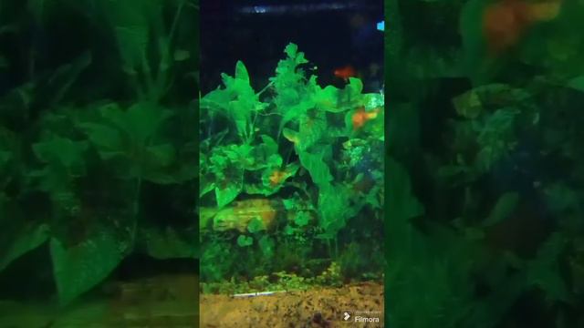 Amazing planted Tank🫡 #fishtank#aquaria#freshwater#nature#plantbased#colourful#fishbowl#cute#beauty