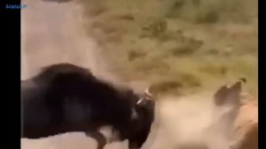 Антилопа подняла льва на рога.  Хищники получают по зубам.