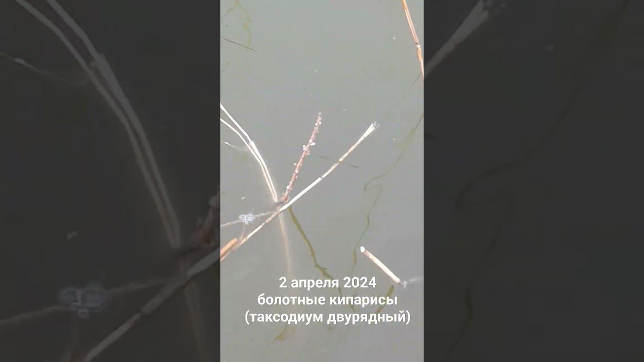 Наши болотные кипарисы (таксодиум двурядный), 2 апреля 2024 г.