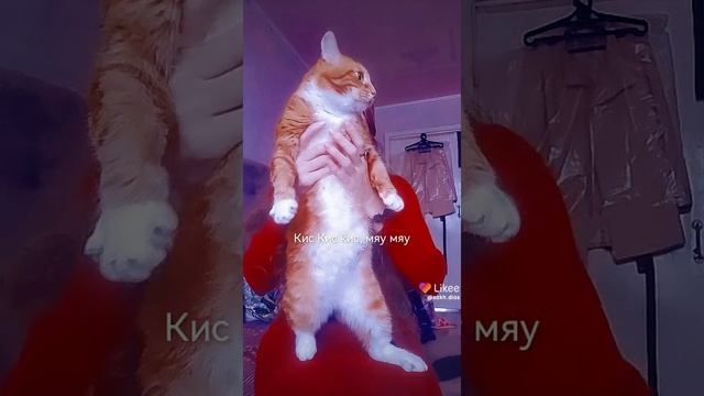 Кис_Кис_Мяу_Мяу!
