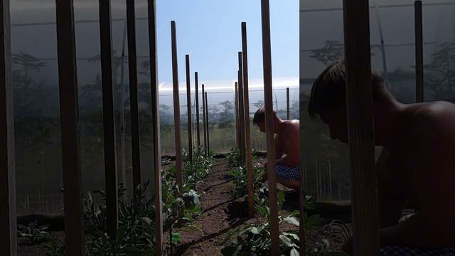 Цветочки требуют ухода . 
#сад #огород #цветы #садовод #деревня #деревенскаяжизнь