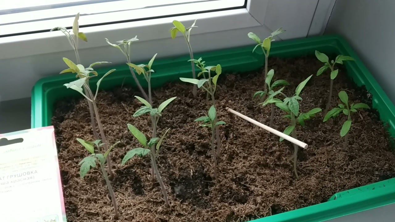 ДАЧНЫЙ ВЛОГ, результаты капустной истории, нужен ваш совет.