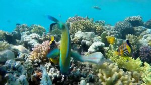Подводный мир Красного моря