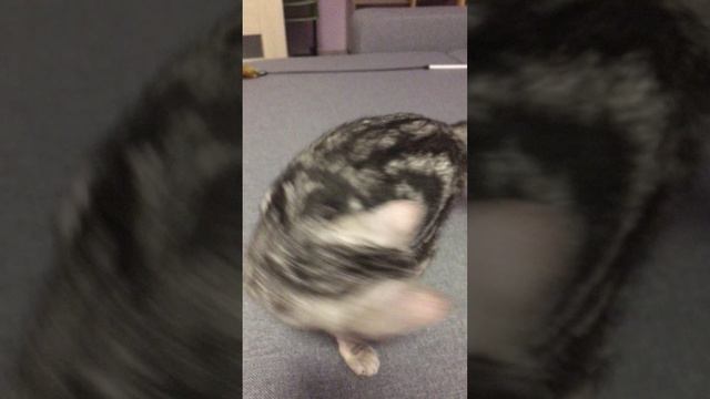 Боня поймала мышку