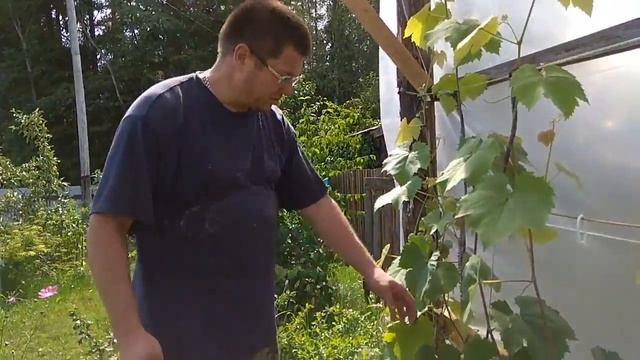 Экскурсия по саду. Сад. Виноград. Пчелы. Tour of the Belarusian garden