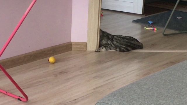 Кошечка гуляет