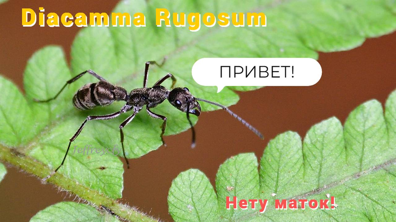 Содержание муравьёв вида Diacamma Rugosum