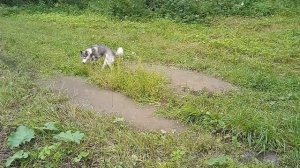 Смешная Хаски Умка, как поросенок купается в луже
