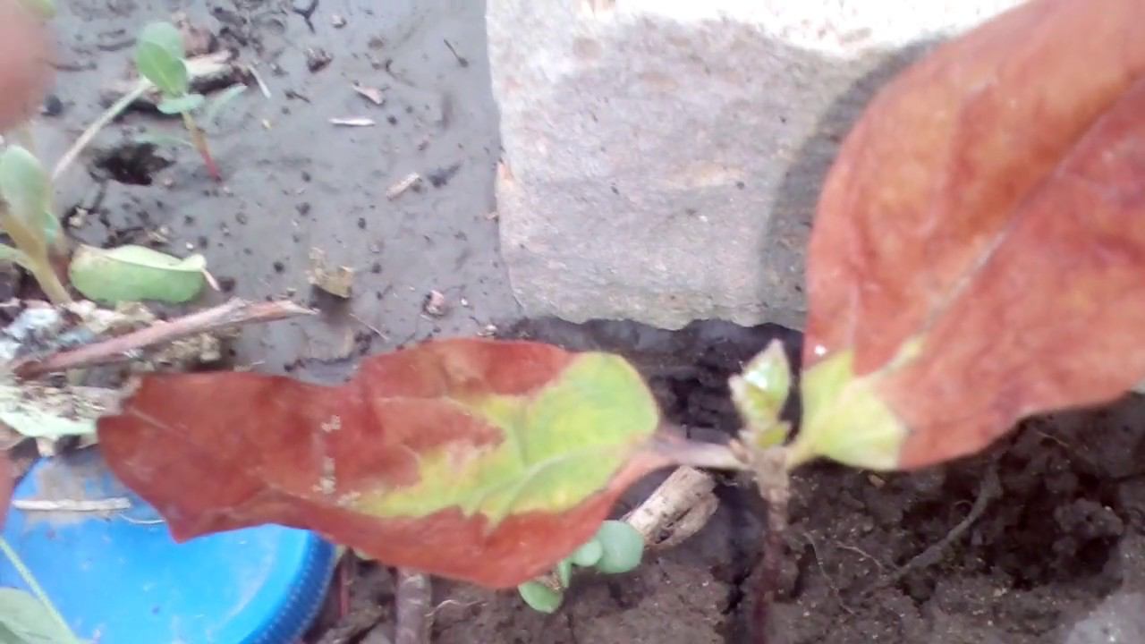 ХУРМА от косточки до растения. Лето (часть 4)