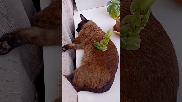 Cat Music sleeps on the windowsill.