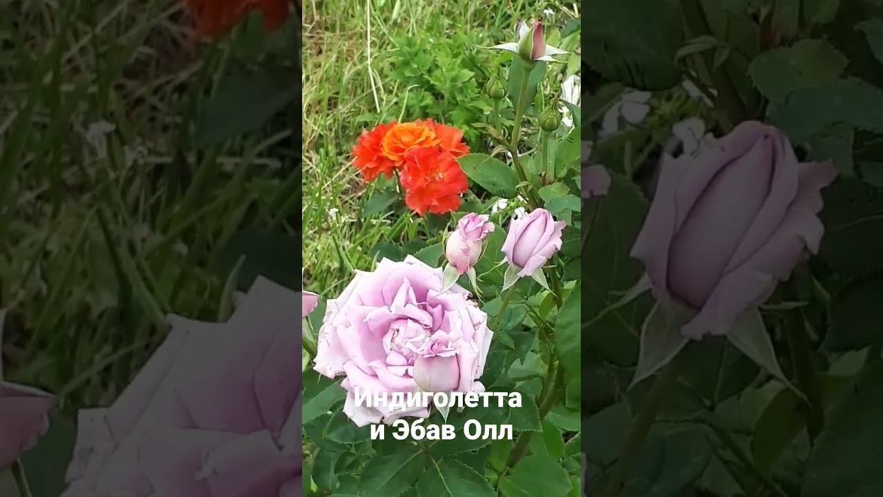 Плетистые розы