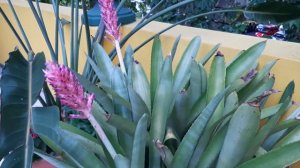 CÓMO ES LA MORFOLOGÍA Y LA FLORACIÓN DE LAS BROMELIAS QUE CRECEN EN EL CERRO SAN JAVIER DE TUCUMÁN
