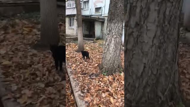 В ноябре коты орут как в марте