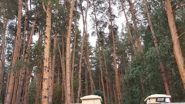 «ЛИСА И КУКУШКА». БАСНЯ . ИНГА ХОСРОЕВА . ВЕДЬМИНА ИЗБА ?