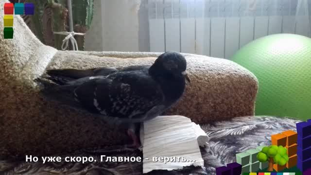 Сизарь. Штирльптиц.mp4