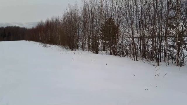 Карело-финская лайка Нора.Первый раз в лесу.