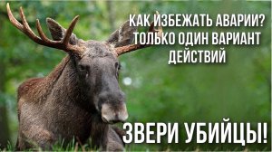 Основная причина ДТП. Столкновение с лосем