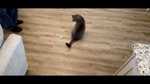 Interactive Automated Cat Toy Ball For Indoor Cats Kittens & Small Dogs