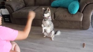 Update on Mia the Alaskan Klee Kai!