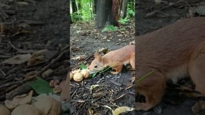 Грецкий орех - хороший выбор