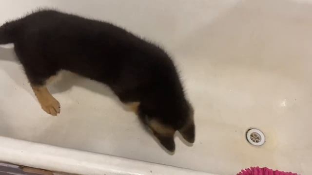 Как научить собаку принимать ванну, не боятся, оставаться в ванной пока моем лапы!