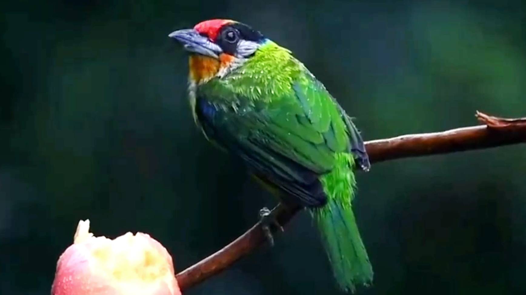 Птицы разных стран мира с голосами и названиями