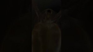 Просто ветвистоусый рачок (simocephalus)