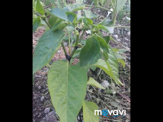 ФОРМИРОВКА ПЕРЦА