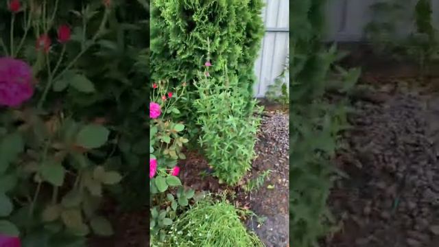 Английские розы в конце июня 2020