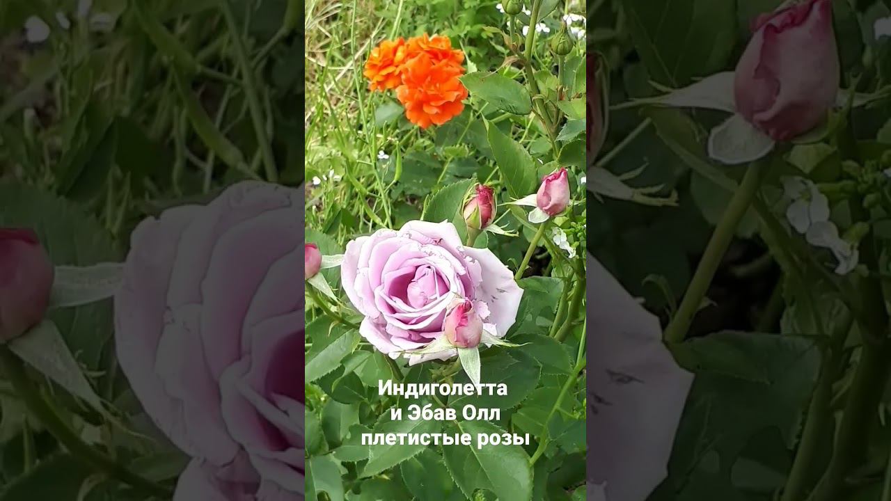 плетистые розы - Индиголетта и Эбав Олл