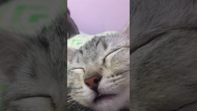 Ласковый сон милой коти