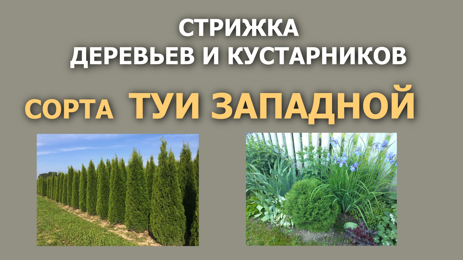 Сорта туи западной (обзор)