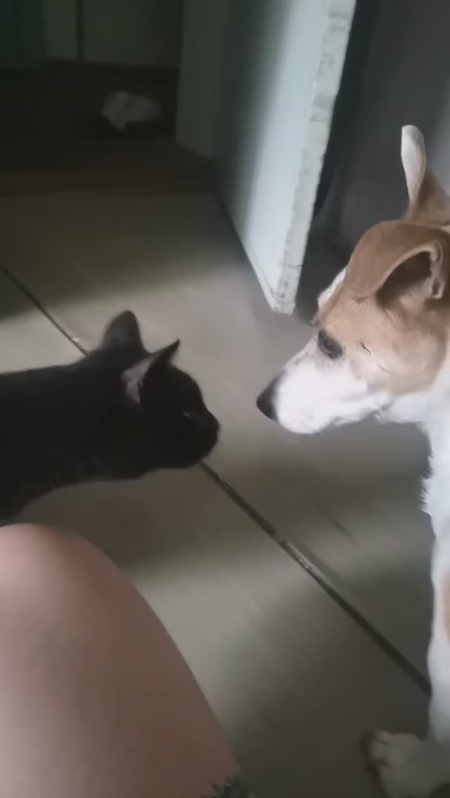 😺 Кот из приюта знакомится с новым домом