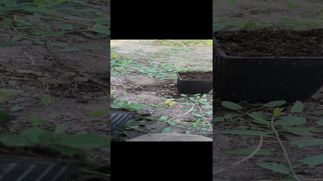 Укоренение ежевики верхушечными побегами