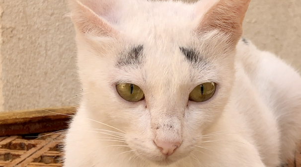 Кошка с котятами. Жизнь животных в Египте. Шарм Эль Шейх. Отель. Май 2023.