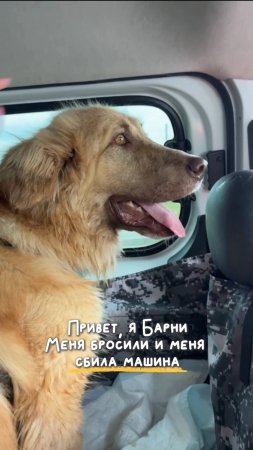 Собаке по имени Барни нужна помощь!