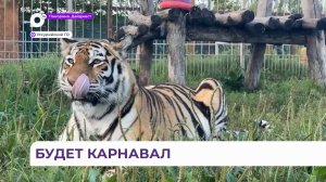 «Что нам Рио-де-Жанейро»: День тигра отметят карнавалом в Уссурийске