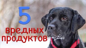 5 вредных продуктов для лабрадора