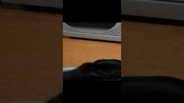 Пасха для Федьки и Котьки.mp4