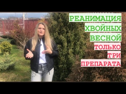 РЕАНИМАЦИЯ ХВОЙНЫХ ВЕСНОЙ _ ТРИ ПРЕПАРАТА ДЛЯ УХОДА_УДОБРЕНИЯ.mp4