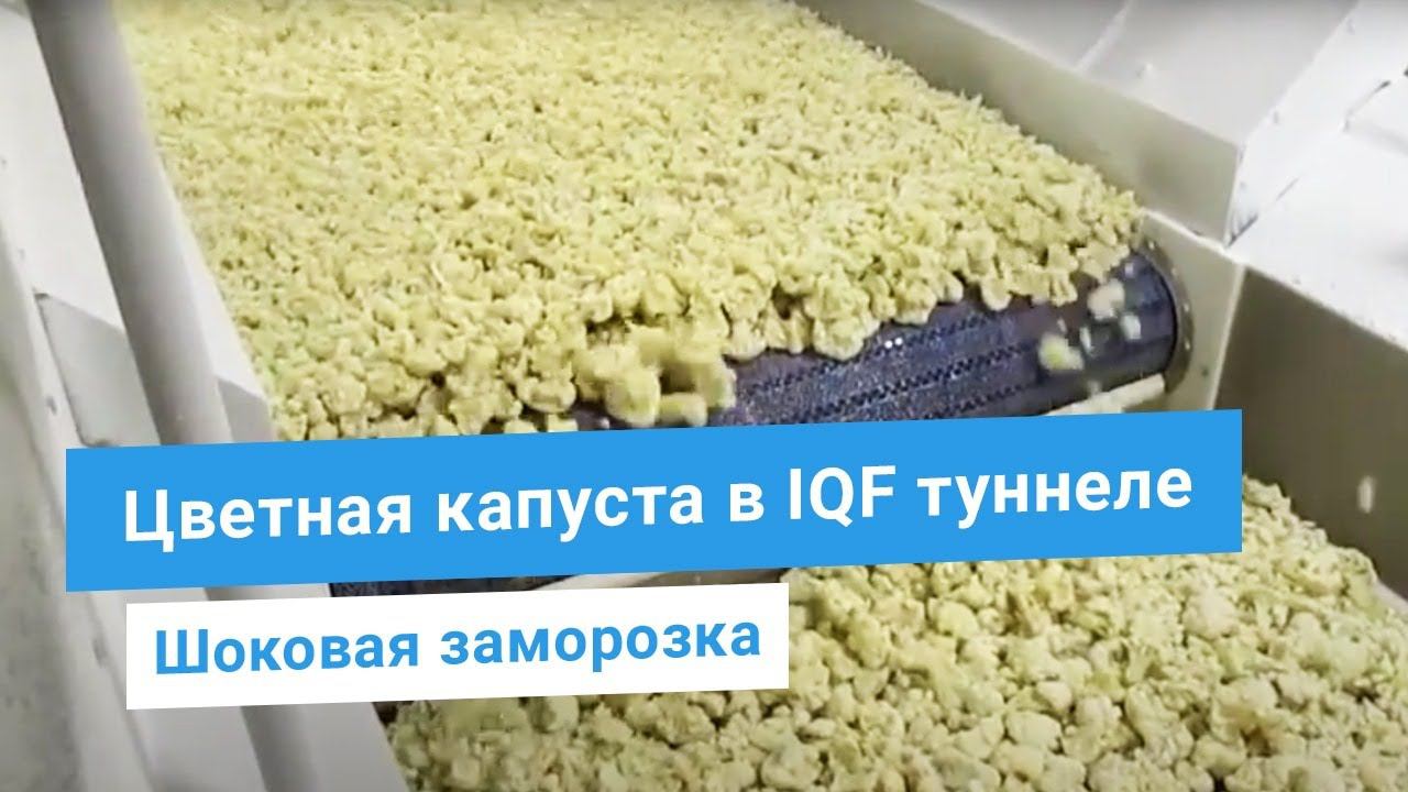 Линия подготовки цветной капусты к шоковой заморозке в промышленном морозильном IQF туннеле Unidex.