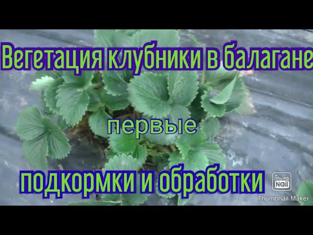 Вегетация клубники в балаганах. Первые подкормки и обработки.