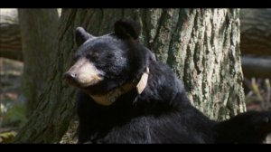 Выживание каждый день (24/7 Wild)