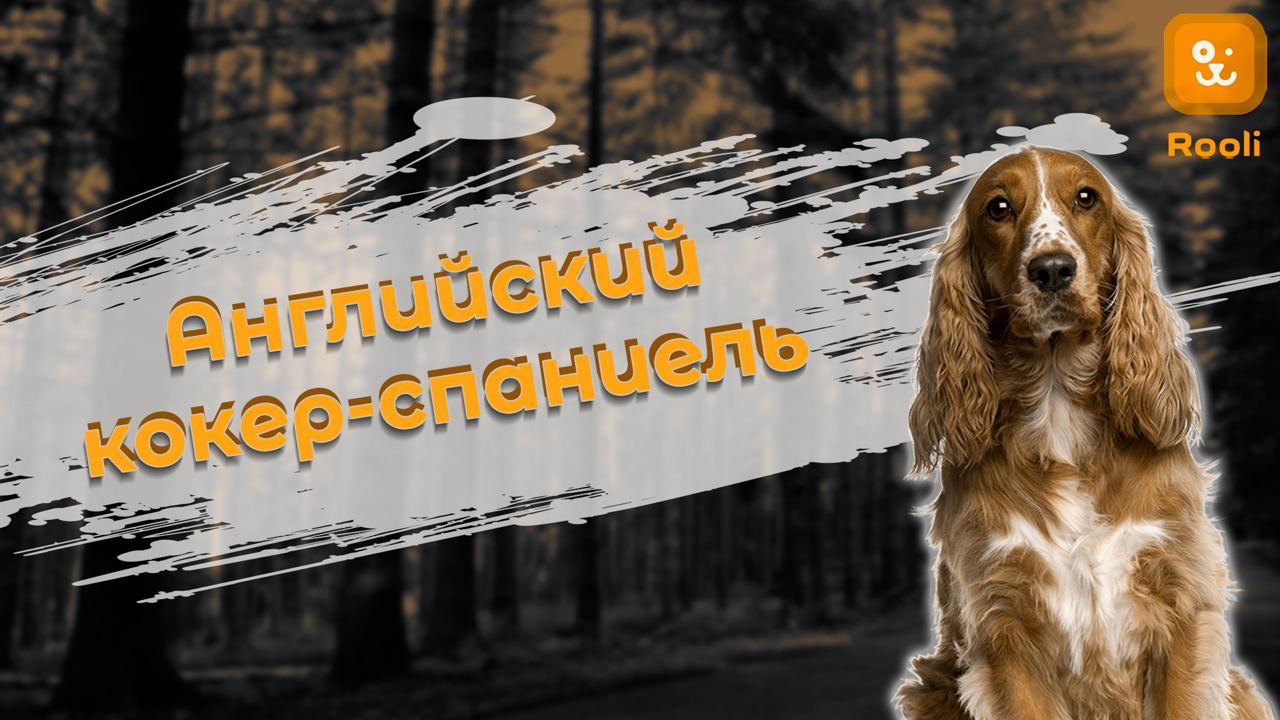 Щенки английского кокера: как выбрать и воспитать милого друга