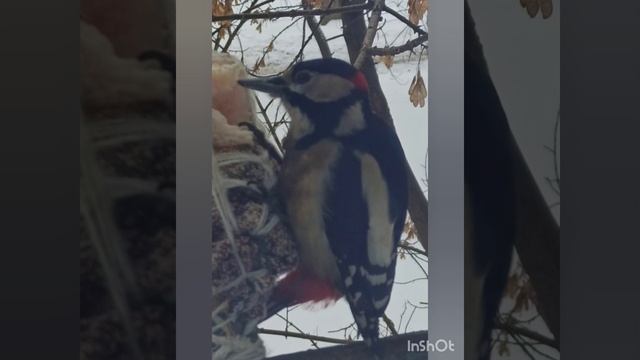 Дятел Жора. Завтрак.