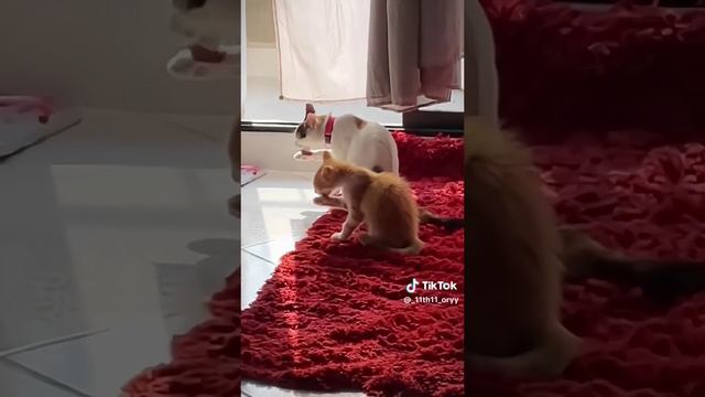 Котики