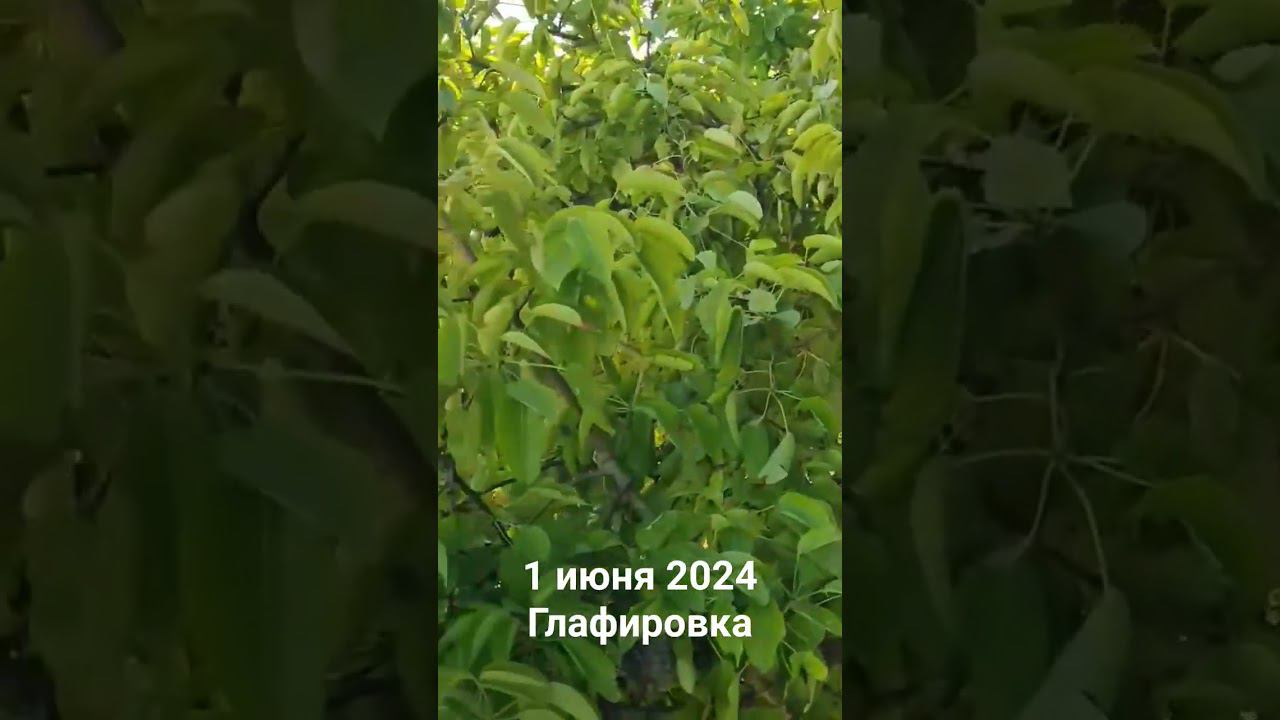 Глафировка 1 июня 2024 г.