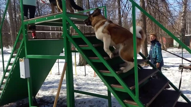 Занятия на полосе припятствий