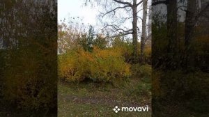 ❗Золотая осень в Курске❗ #shorts #short #video #kursk #shortsvideo #shortvideo #осень #курск