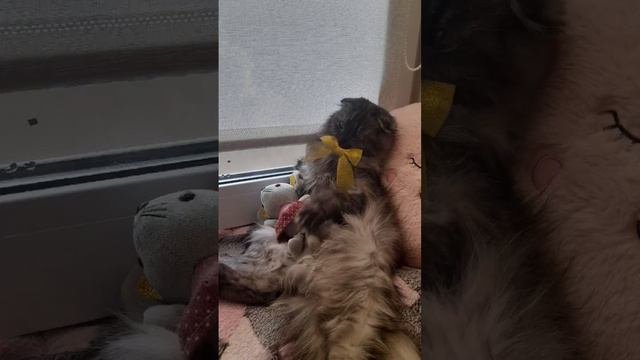 фото мяты в аниме стиле #фурия #милашки #кошки #котики #котята #котята #котятки #котятки